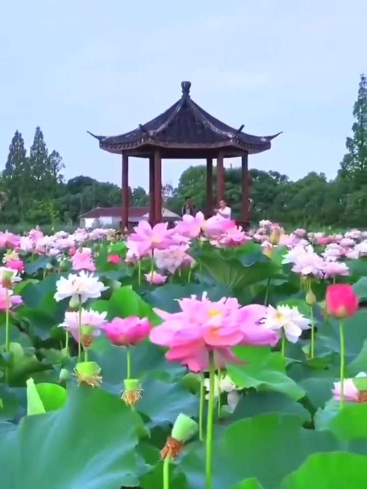 嘉礼堂拍客秀暑期快乐绘画当湖金家村
