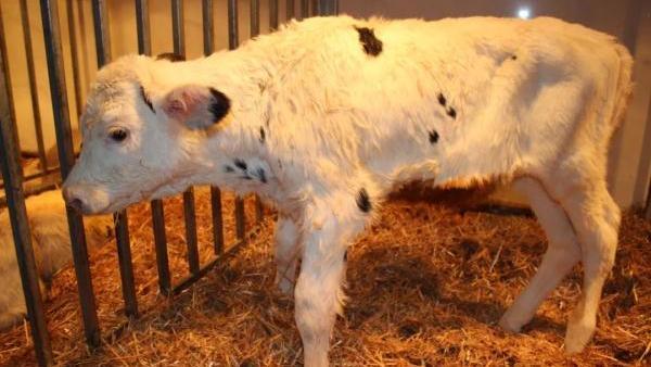 Chinese scientists successfully clone 'super cows'