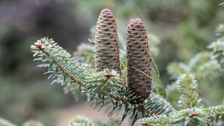 Protecting the 'living fossil plant'
