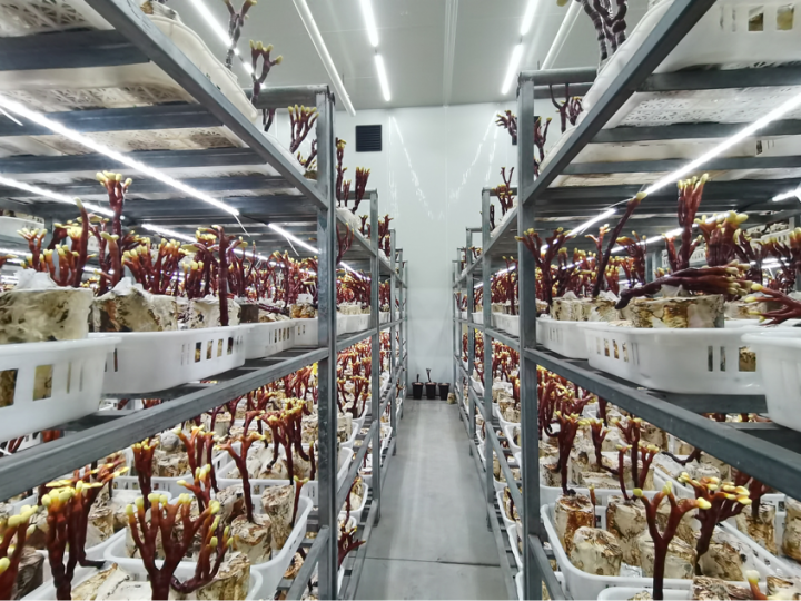 衢州新乡贤扎根助发展 小小菌菇撑开“共富伞”