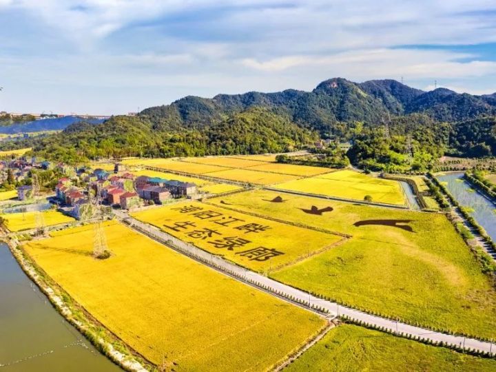 稻浪金黄鱼鸭欢畅 杭州超10万亩稻田推广综合种养
