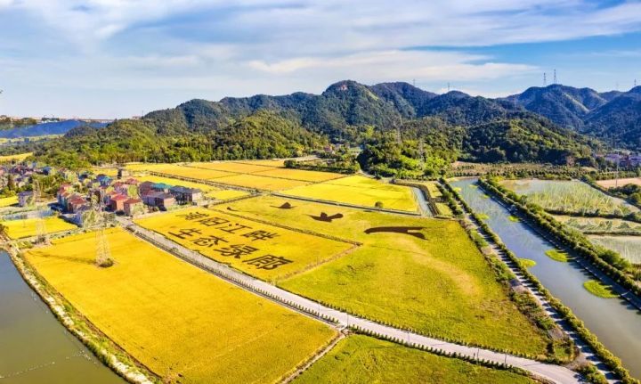 读端丨杭州超10万亩稻田推广综合种养 周国辉:促进农业和生态共生双赢